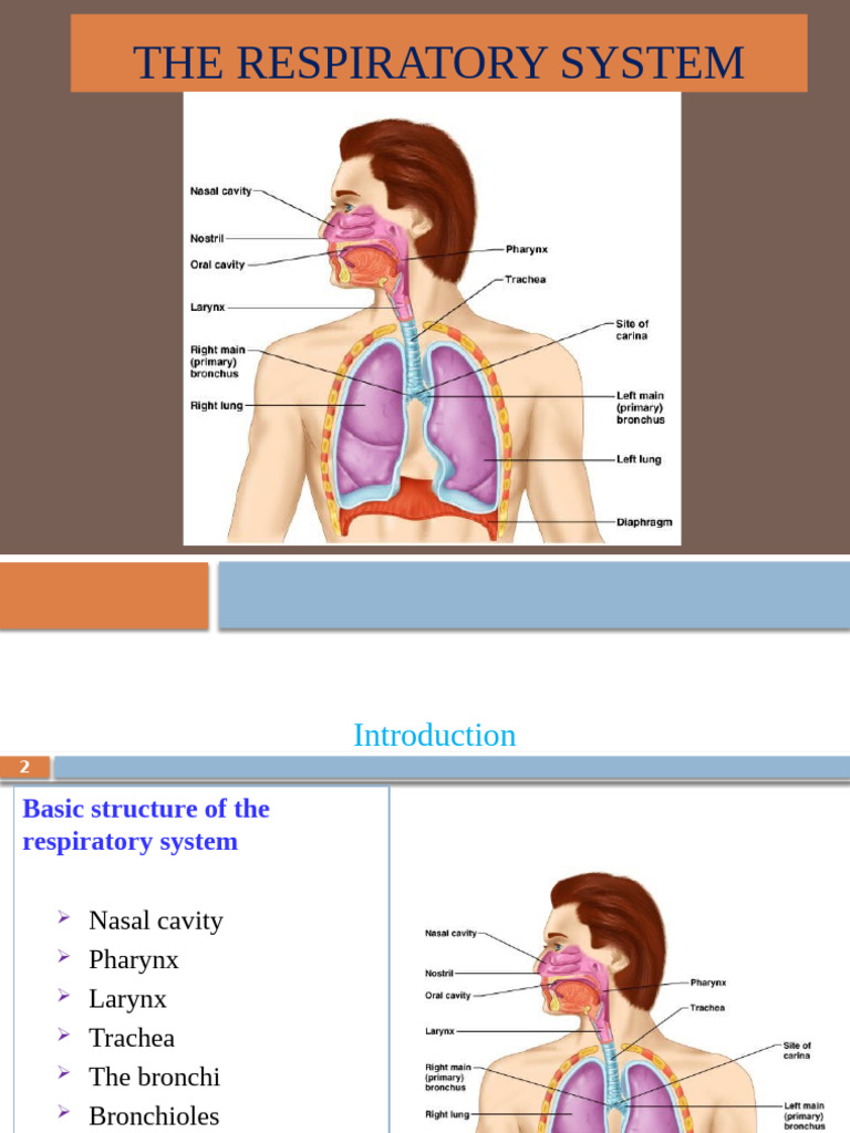 Respiratory System | PDF | Respiratory Tract | Lung