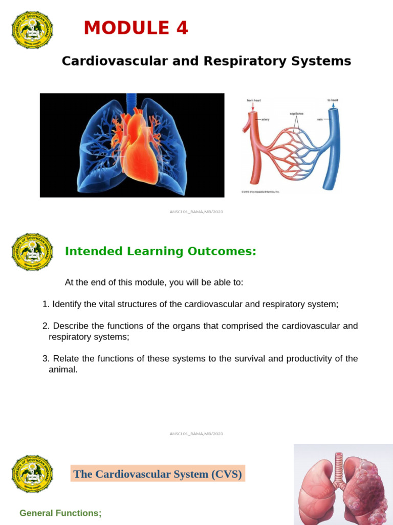 Module 4 Cardiovascualar and Respiratory System | PDF