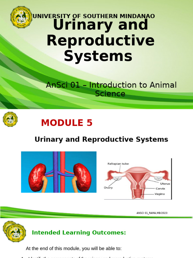 Module 5 Urinary and Reproductive System | PDF