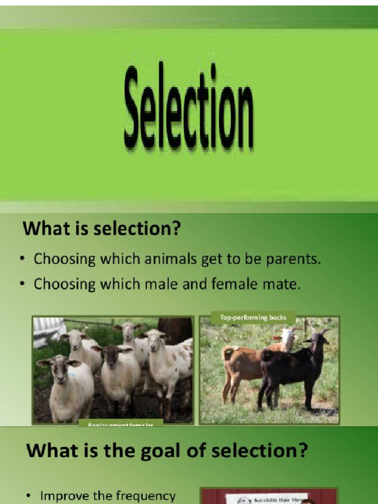 Selection (Sheep & Goat) | PDF