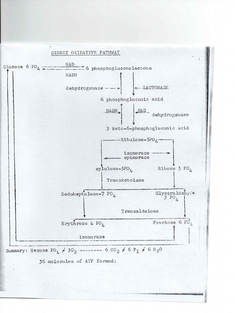 Direct Oxidative Pathway 2 | PDF