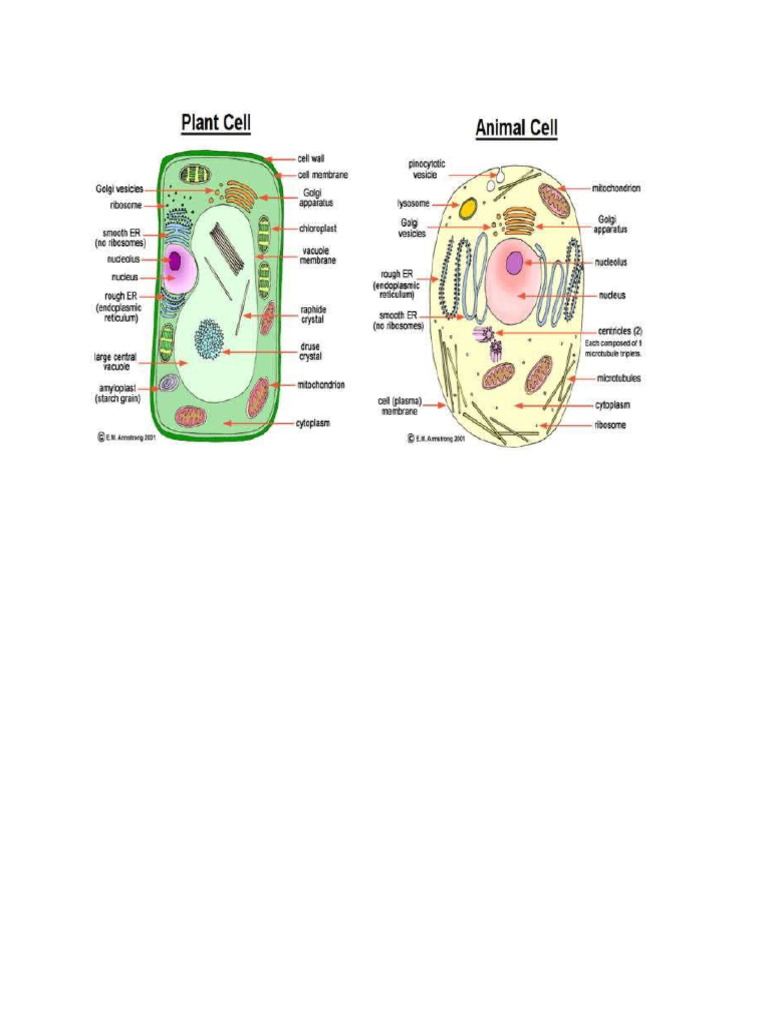Plant and animal cell | PDF