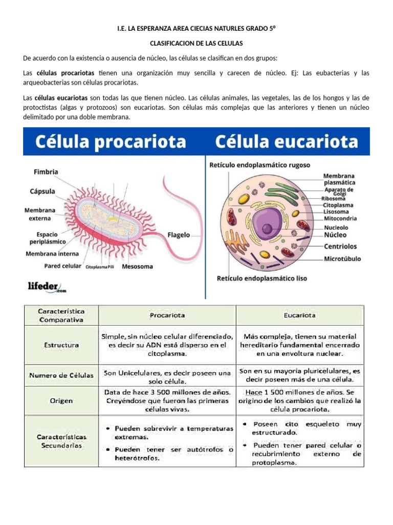 TALLER 1 CLASIFICACION DE LAS CELULAS 5° | PDF