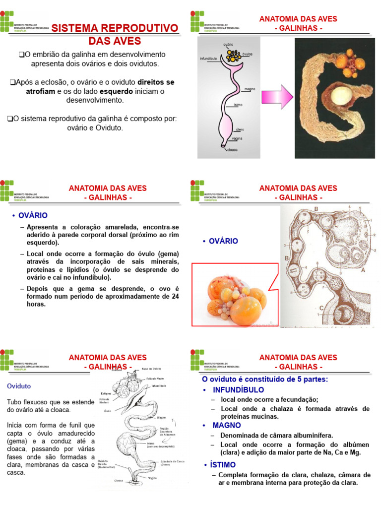 Anatomia do Sistema Reprodutivo da Galinha | PDF | Frango | Ovo