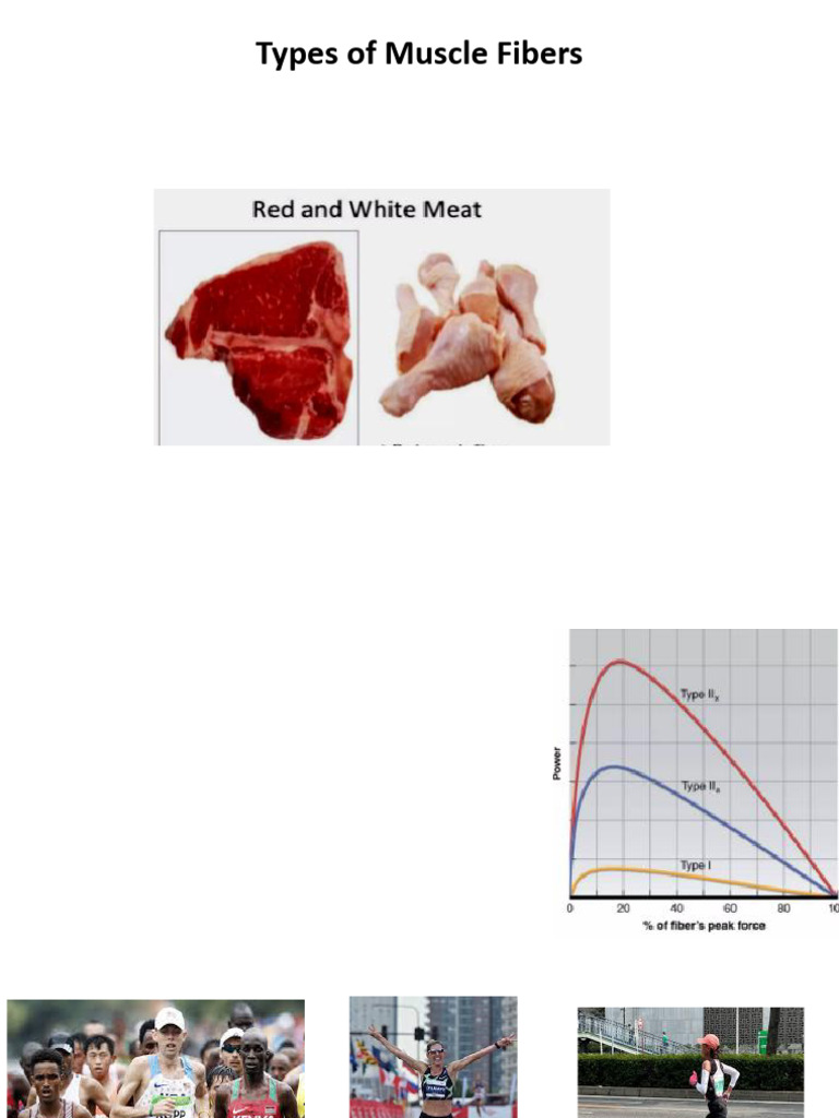 Types of Muscle Fibers & Physiology of Exercise | PDF