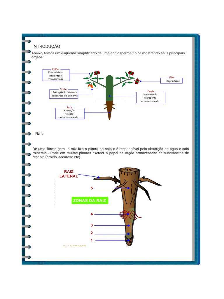 Morfologia - Raiz, Caule e Folha | PDF