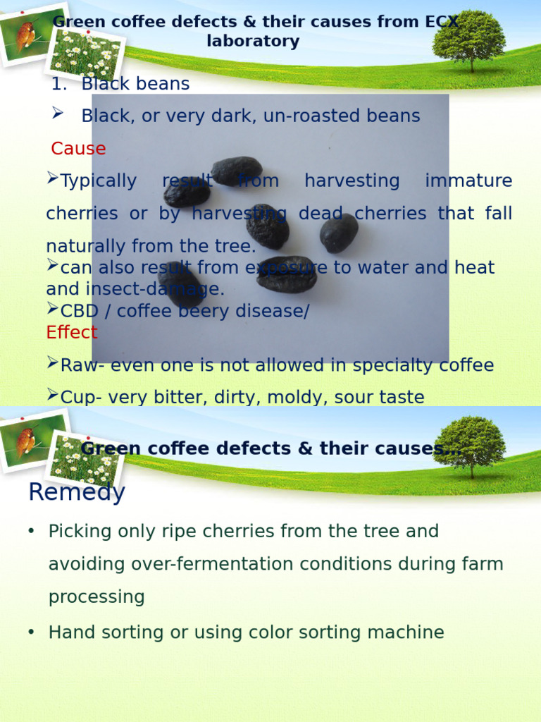 Coffee Defects and Their Causes | PDF | Coffee | Fungus
