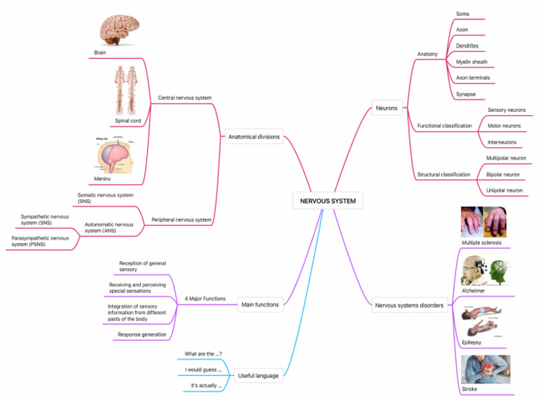 Nervous System Mindmap | PDF