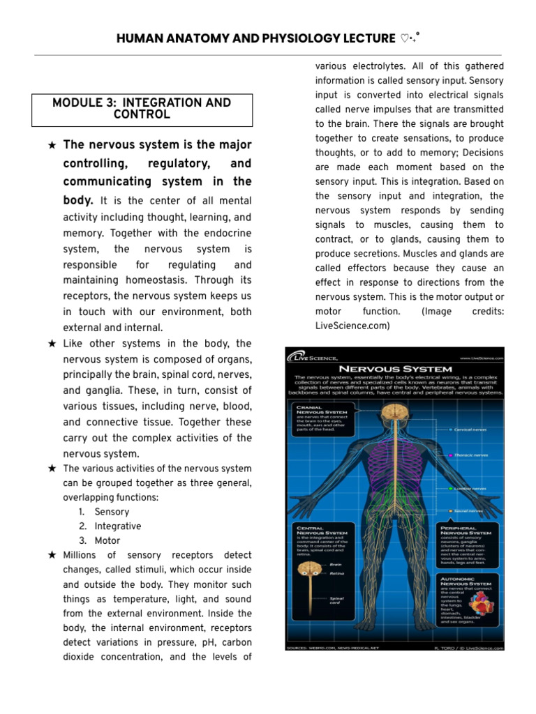 Anaphy Lec | PDF | Hormone | Science & Mathematics
