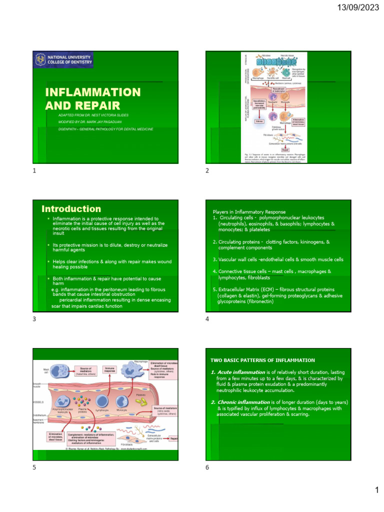 Inflamm Repair Handout STUDENT | PDF