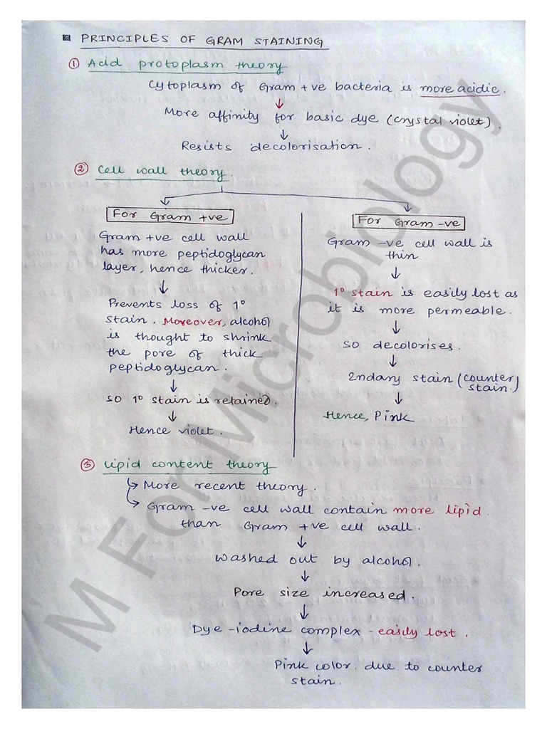Gram Staining 2 | PDF