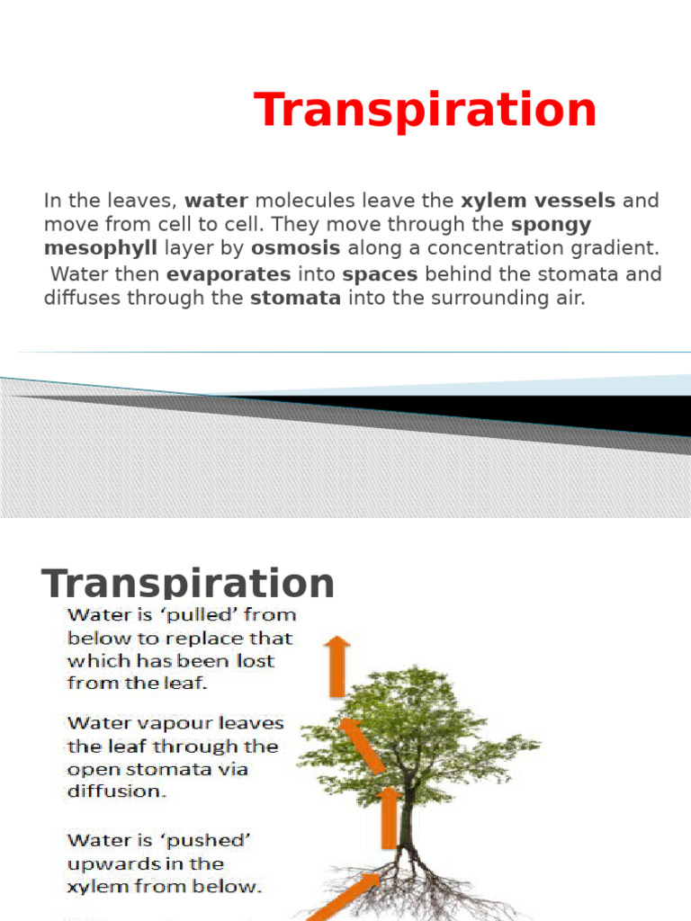 Transpiration | PDF