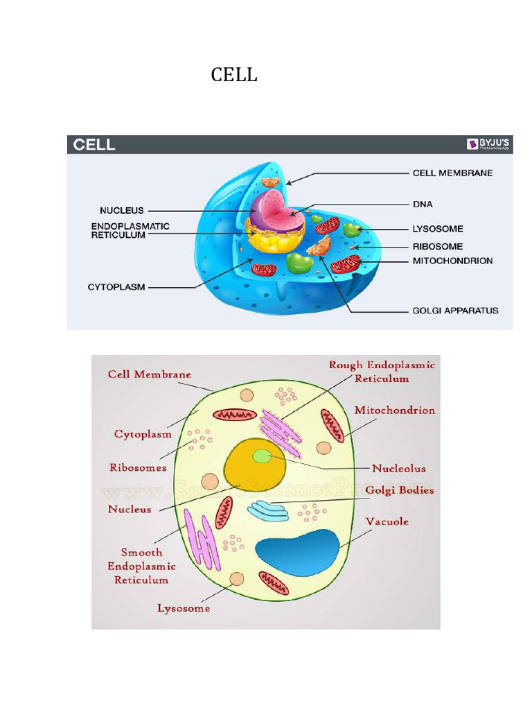 CELL | PDF