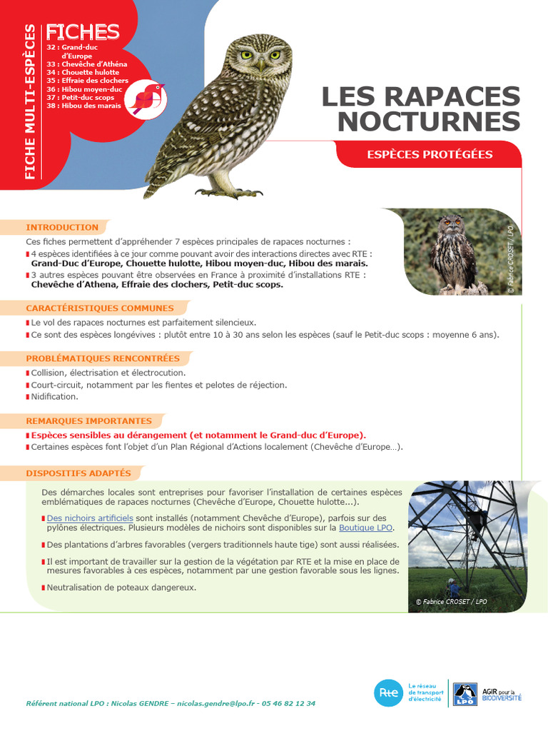 2023 03 23 Avifaune 32 38 Rapaces Nocturnes | PDF