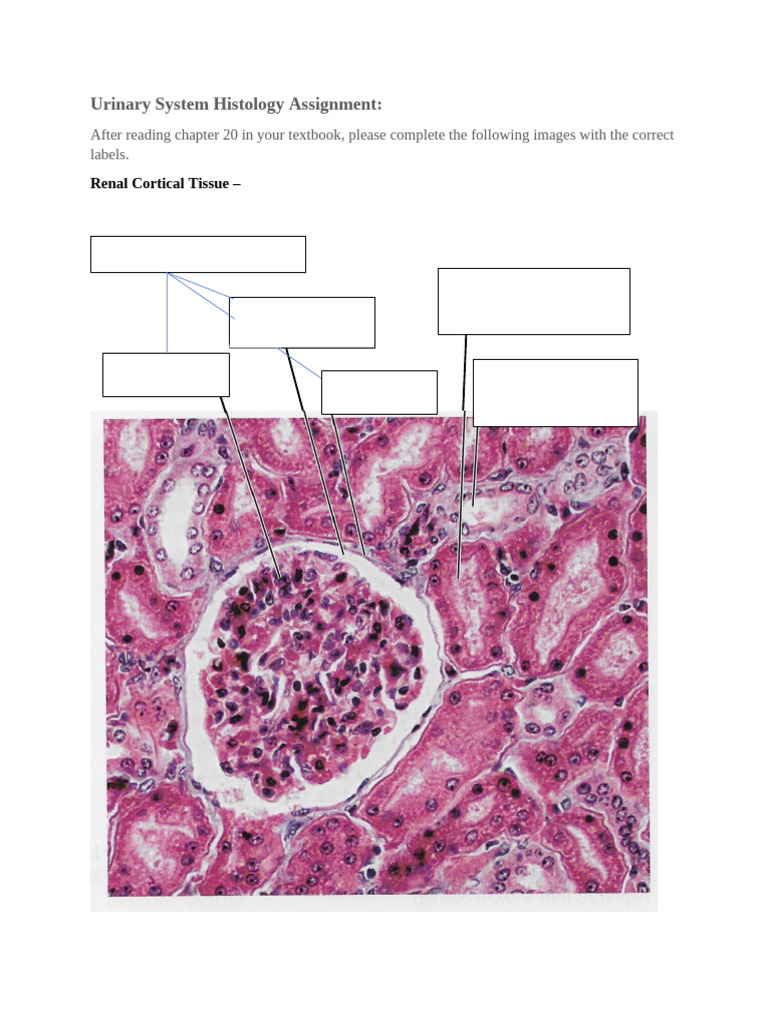 Urinary System Histology Assignment | PDF