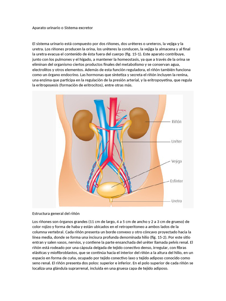 Aparato Urinario o Sistema Excretor | PDF