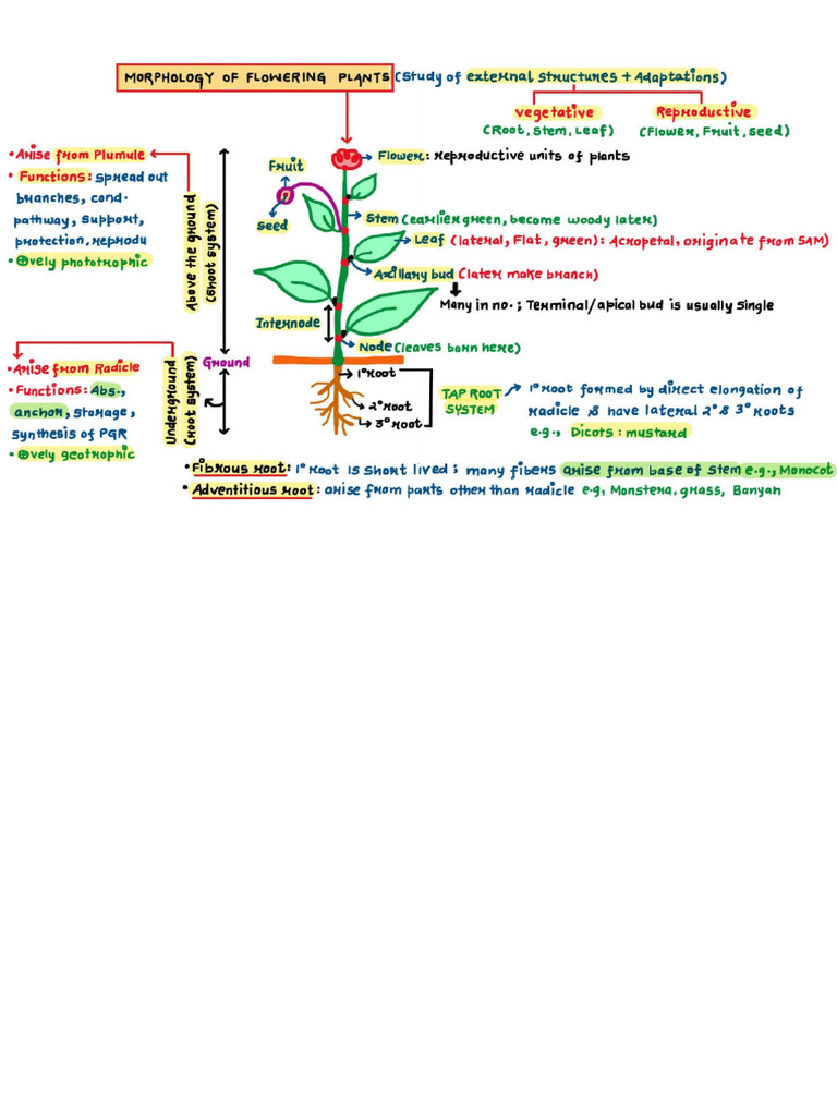 MORPHOLOGY OF FLOWERING PLANTS Class Notes | PDF