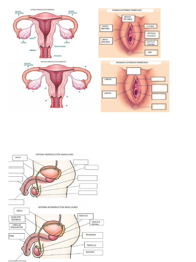 Sist - Rep.fem y Masc | PDF