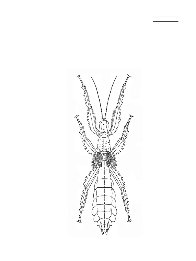 Phasmid Studies | PDF