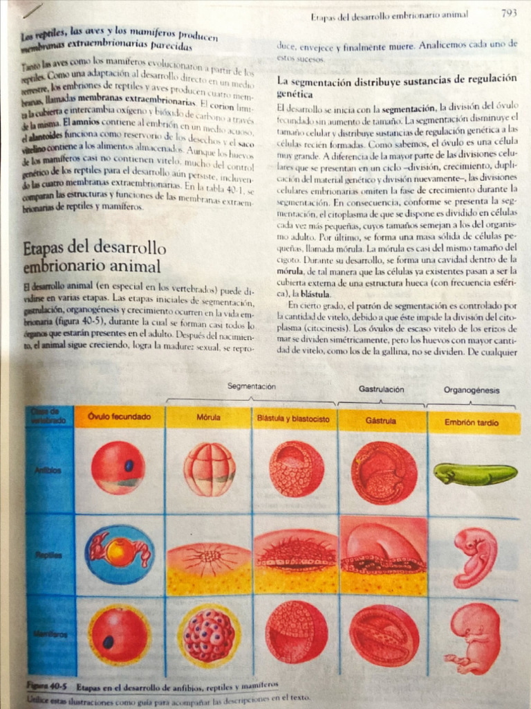 Etapas Del Embrión! | PDF