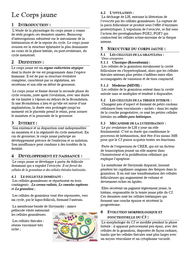 Le Corps Jaune, Physiologie | PDF