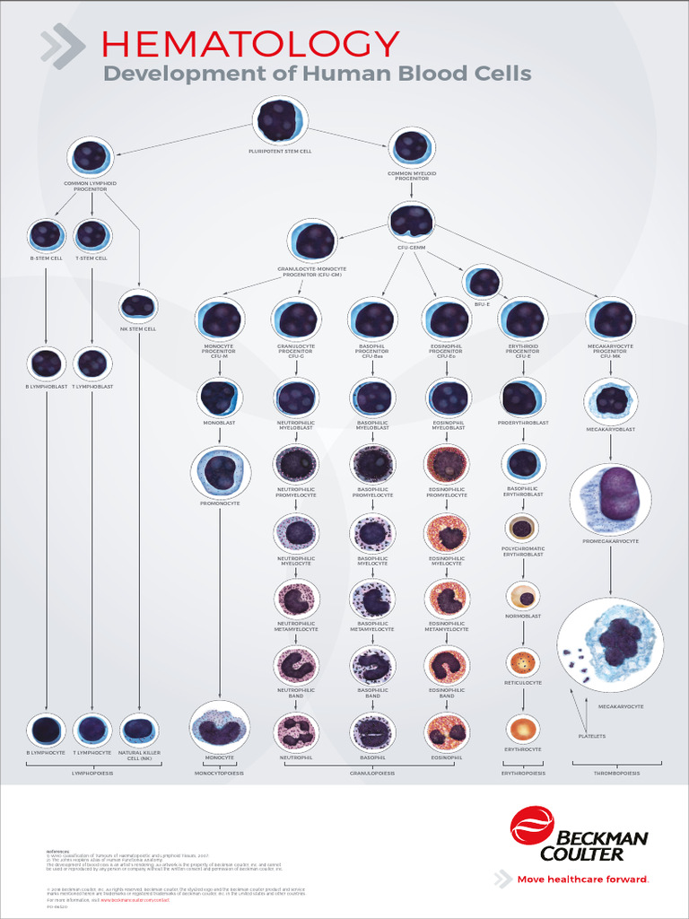 Hematology Cell Development Poster GLB PO 86520 en | PDF