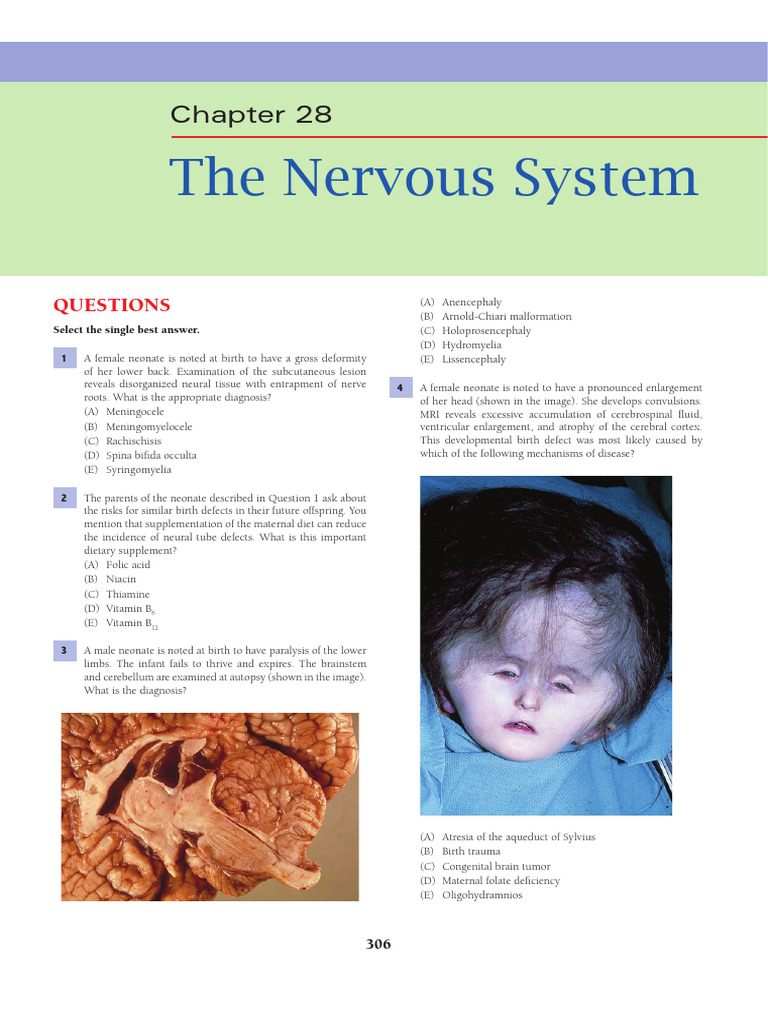 The Nervous System: Questions | PDF