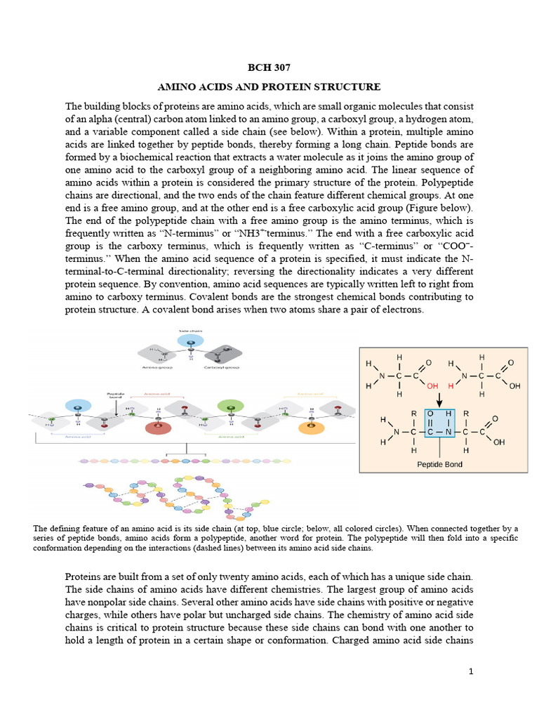 BCH 307 (AMINO ACIDS AND PROTEIN STRUCTURE) | PDF