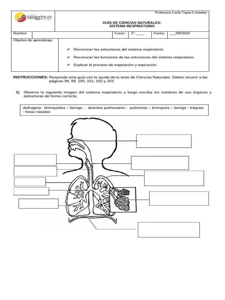 Guía Ciencias Naturales 5° Básico Sistema Respiratorio | PDF