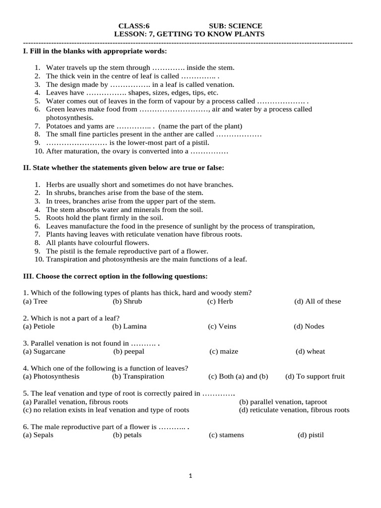Class Vi, Science, Worksheet, Getting To Know Plants | PDF | Leaf | Science & Mathematics