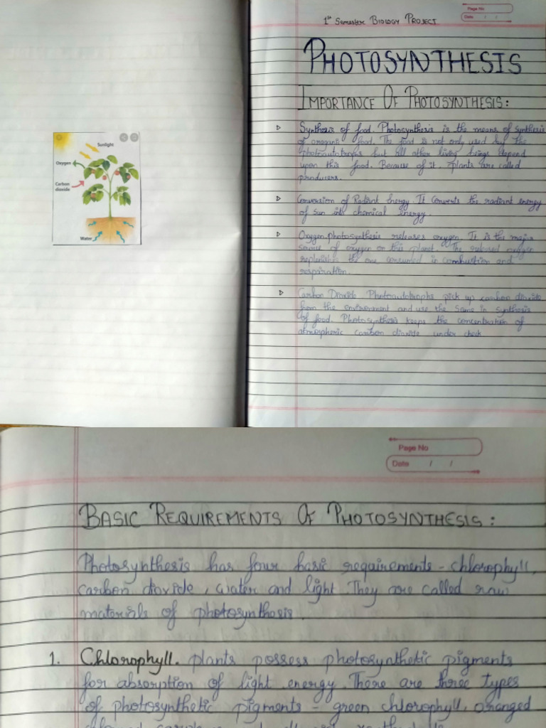 1st Semester Biology Project | PDF