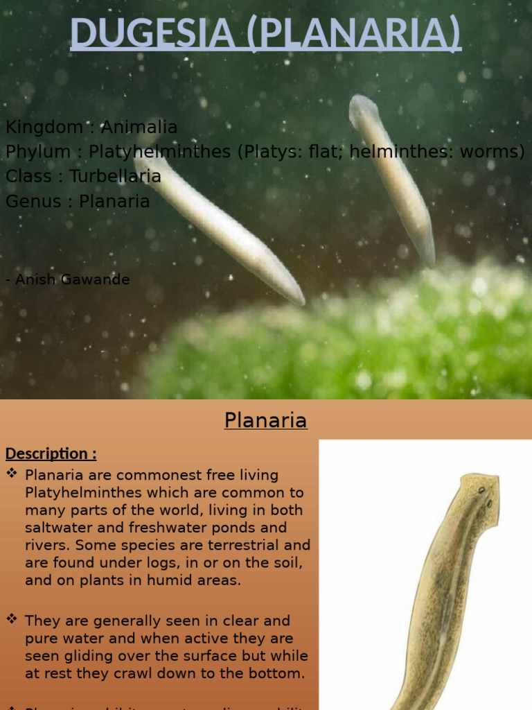 Planaria | PDF