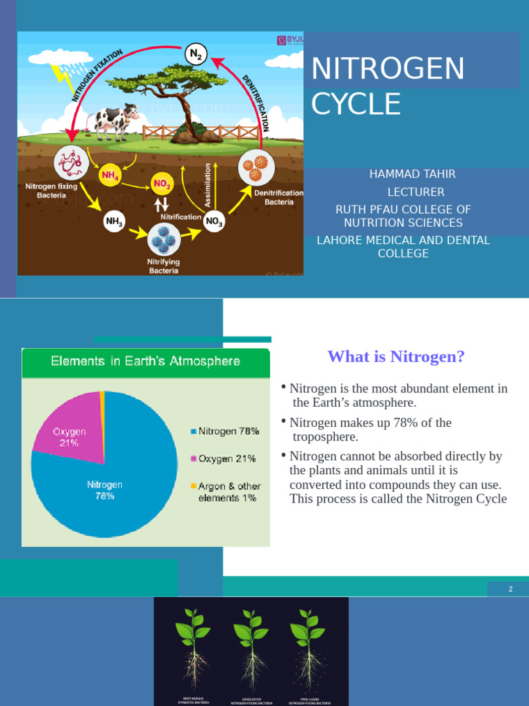 Nitrogen Cycle | PDF