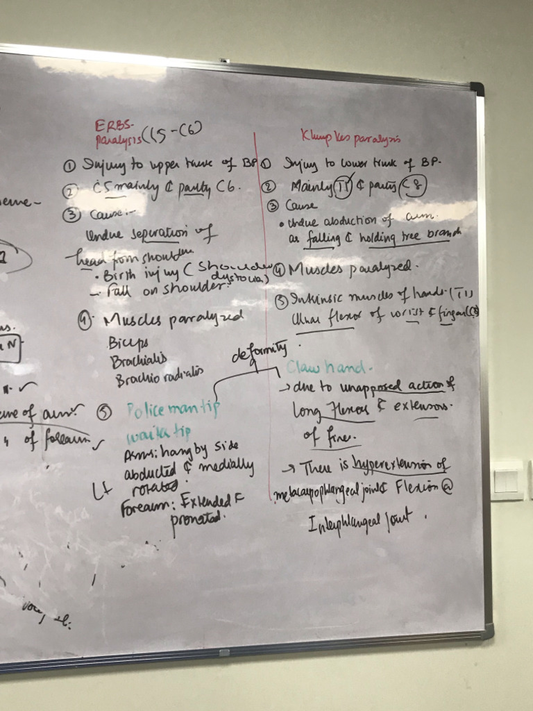 Brachial Plexuses | PDF