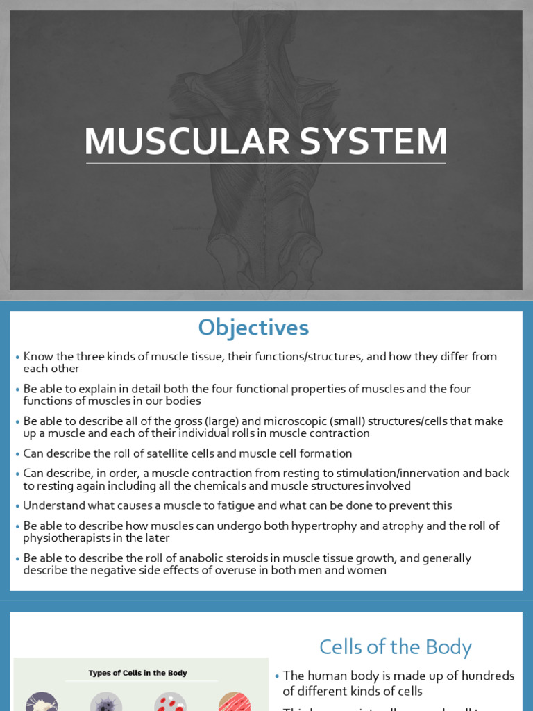 9 Muscular System | PDF