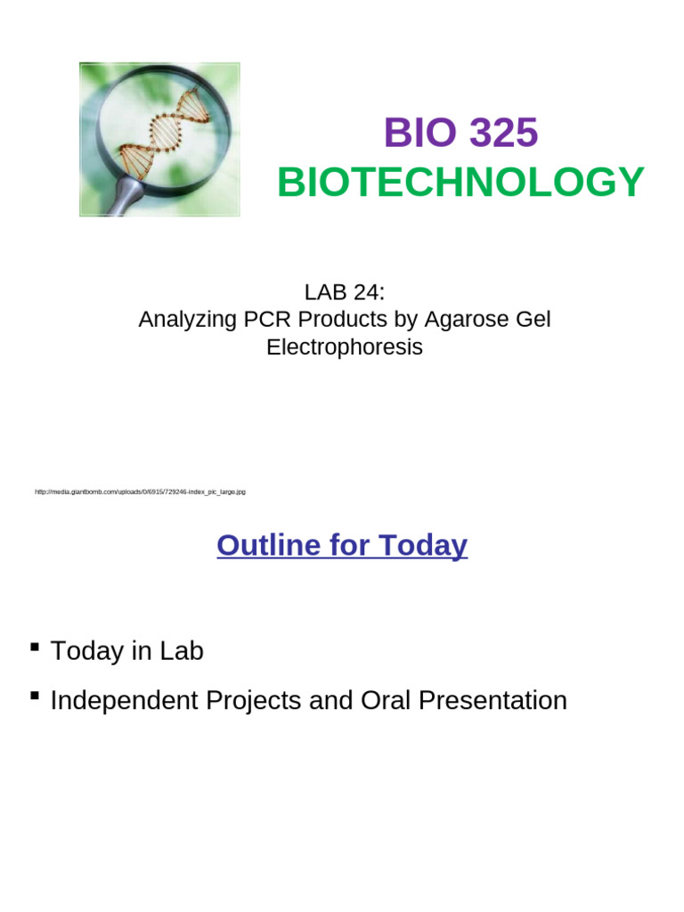 Analyzing PCR Products via Electrophoresis | PDF | Gel Electrophoresis ...