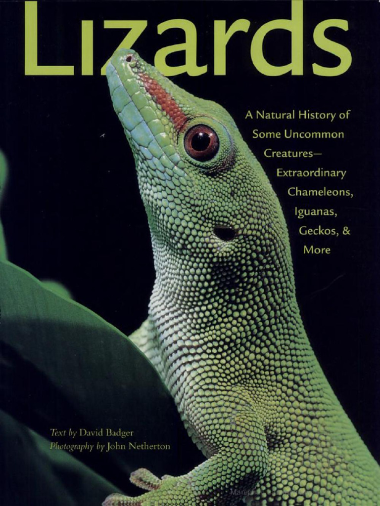 Lizards - A Natural History of Some Uncommon Creatures - Extraordinary Chameleons, Iguanas ...