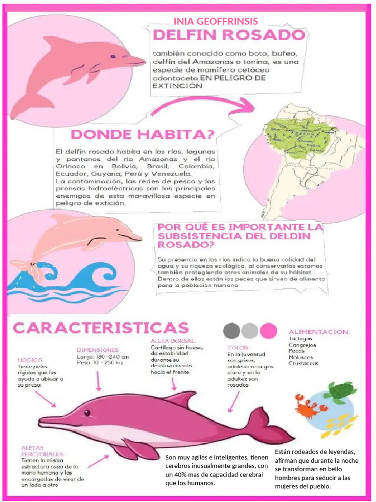 Delfin Rosado | PDF