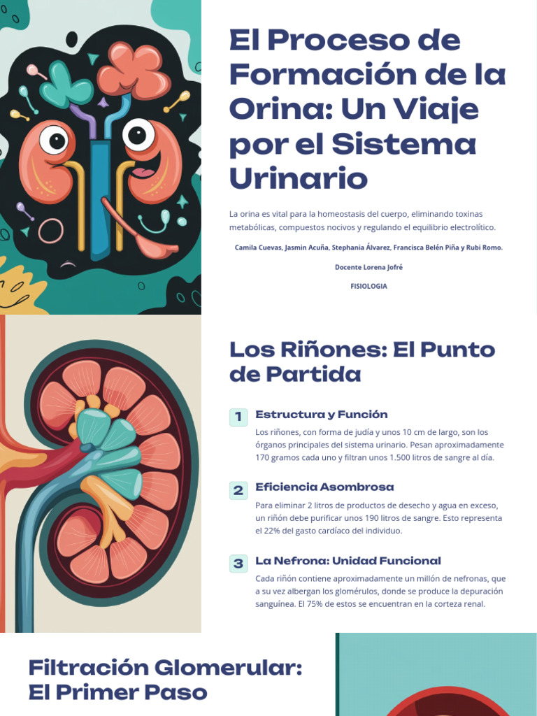 El Proceso de Formacion de La Orina Un Viaje Por El Sistema Urinario | PDF