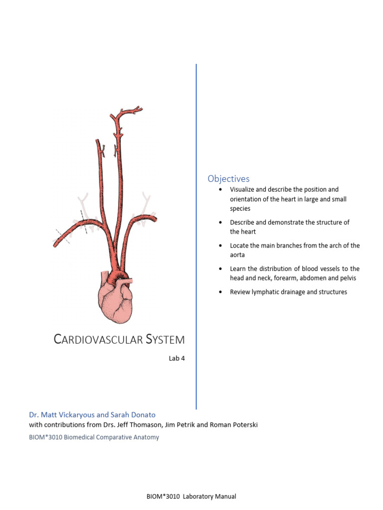 Cardiovascular System Lab Manual | PDF