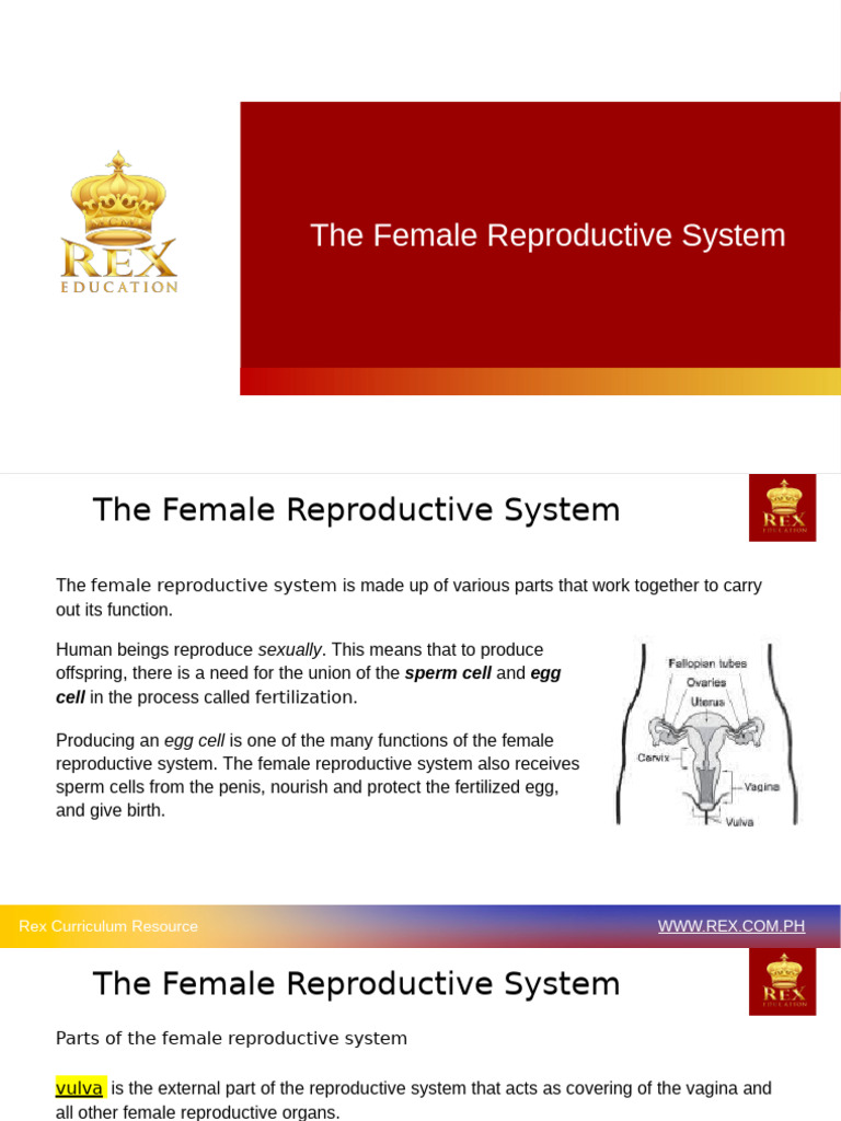 The Female Reproductive System | PDF
