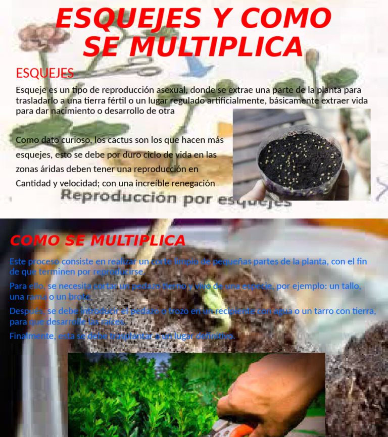 Esquejes y Como Se Multiplica | PDF