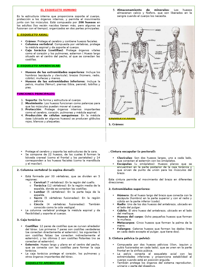Impreso El Esqueleto Humano | PDF