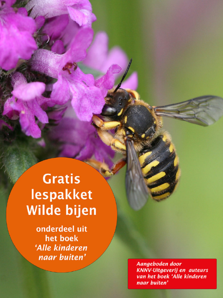 Lespakket Wilde Bijen Def Download | PDF