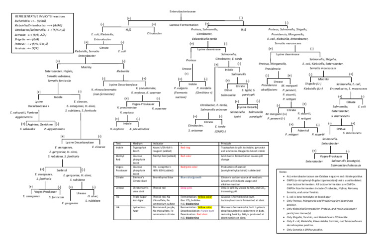 MicroBio Dichotomous Enterobacteriaceae | PDF