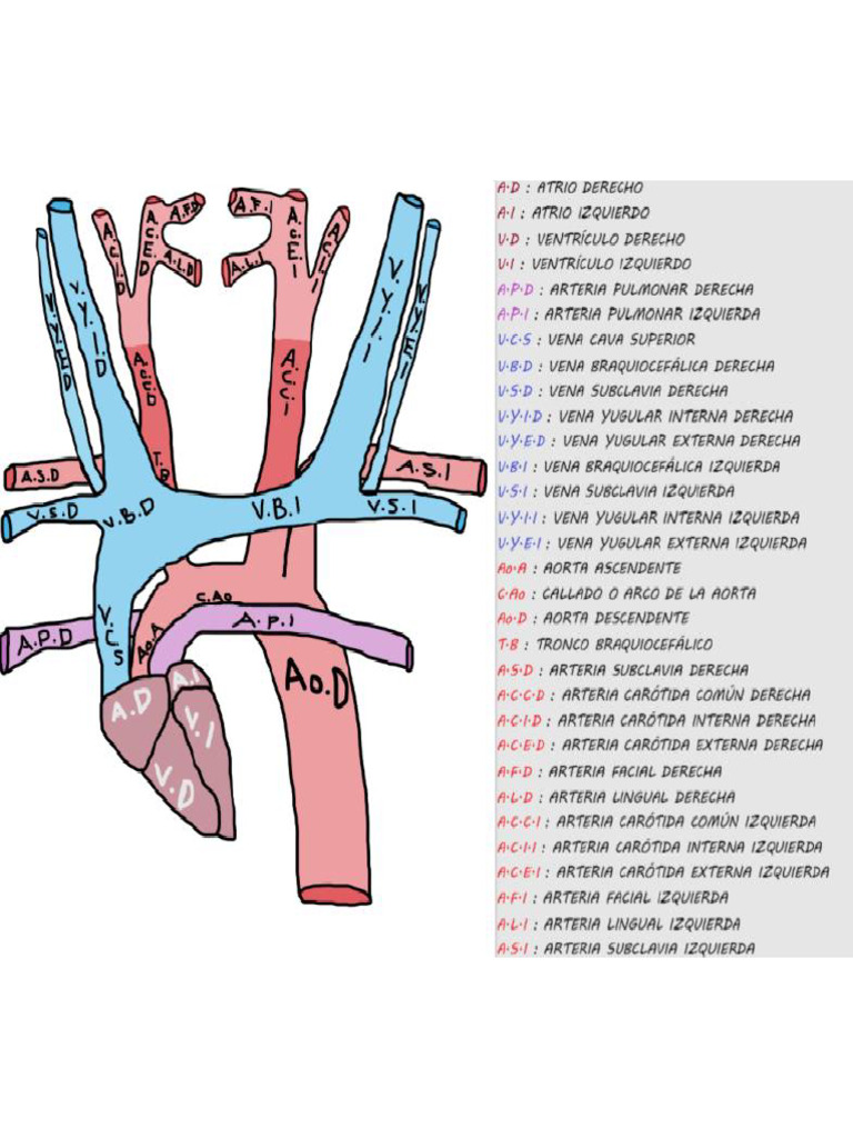 Irrigación e Inervación, Corazón | PDF