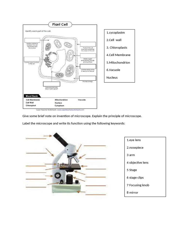 grade 6 cells ws qp | PDF