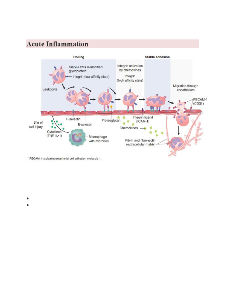 Acute Inflammation | PDF