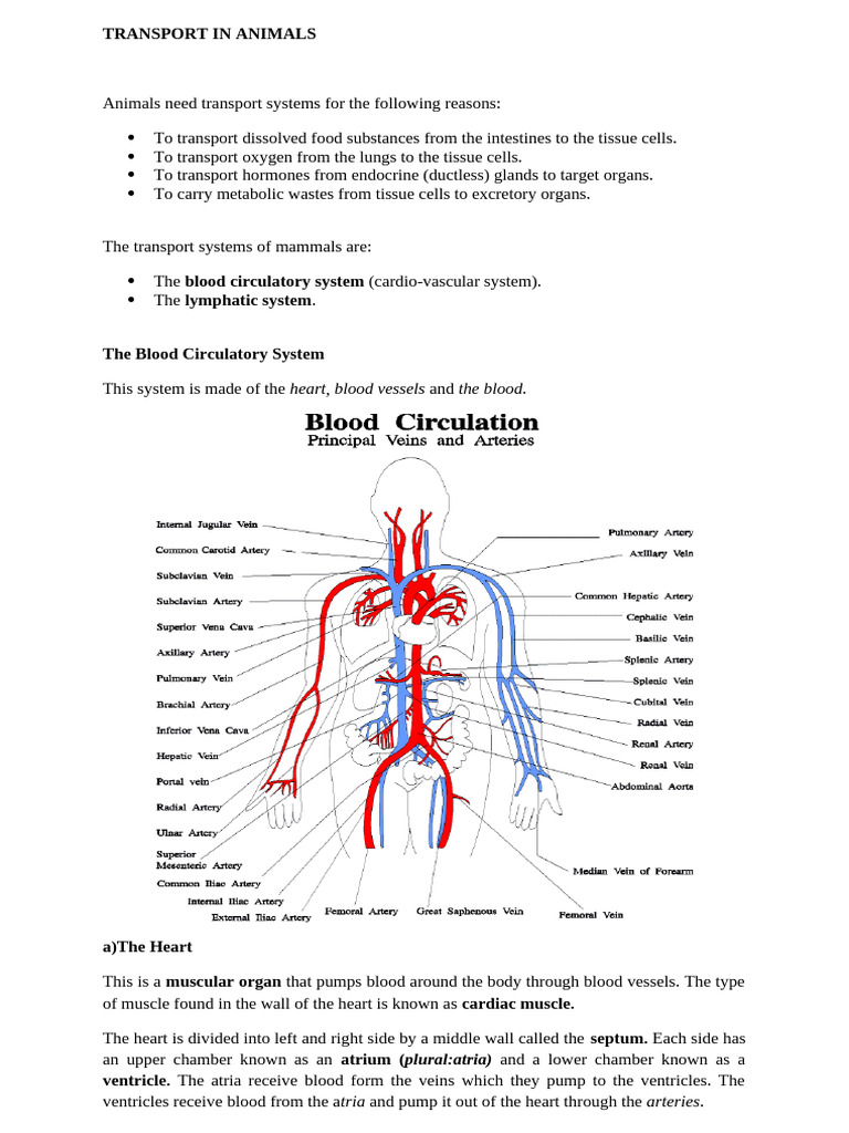 10.transport in Animals | PDF | Heart Valve | Atrium (Heart)