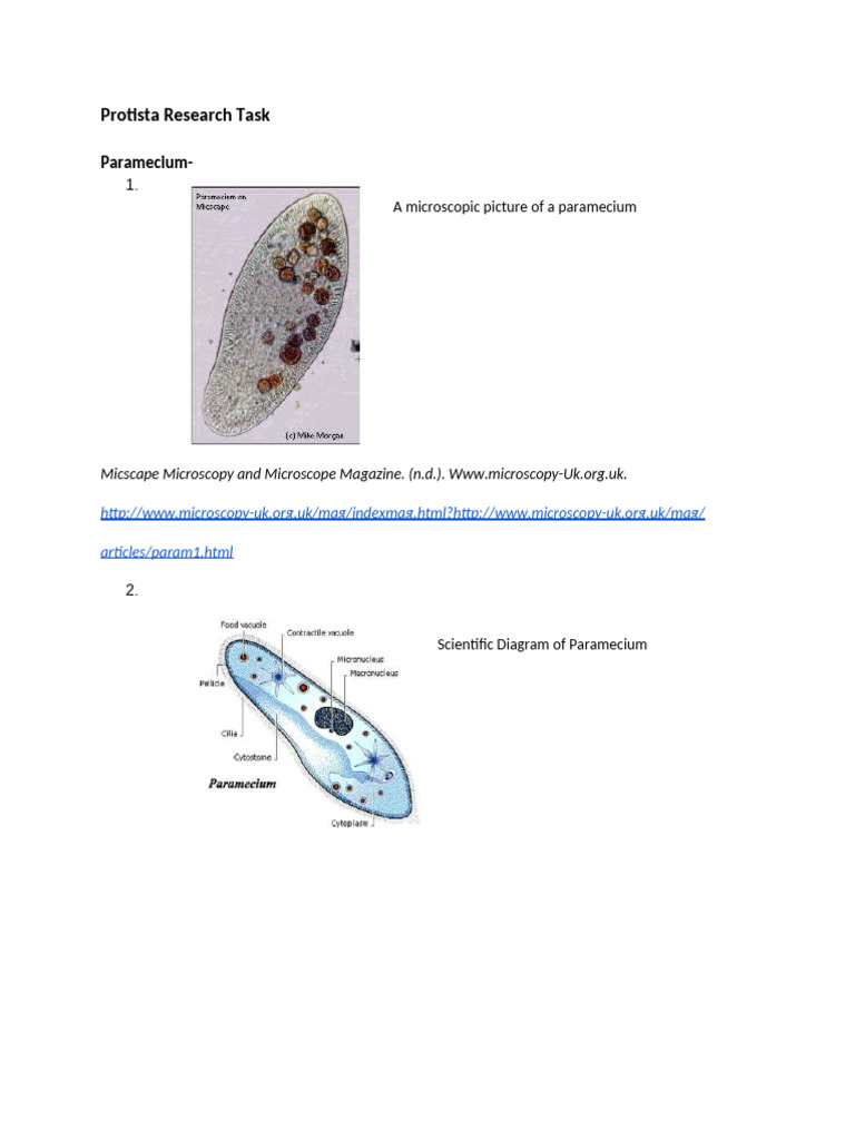 Protista Research Task | PDF